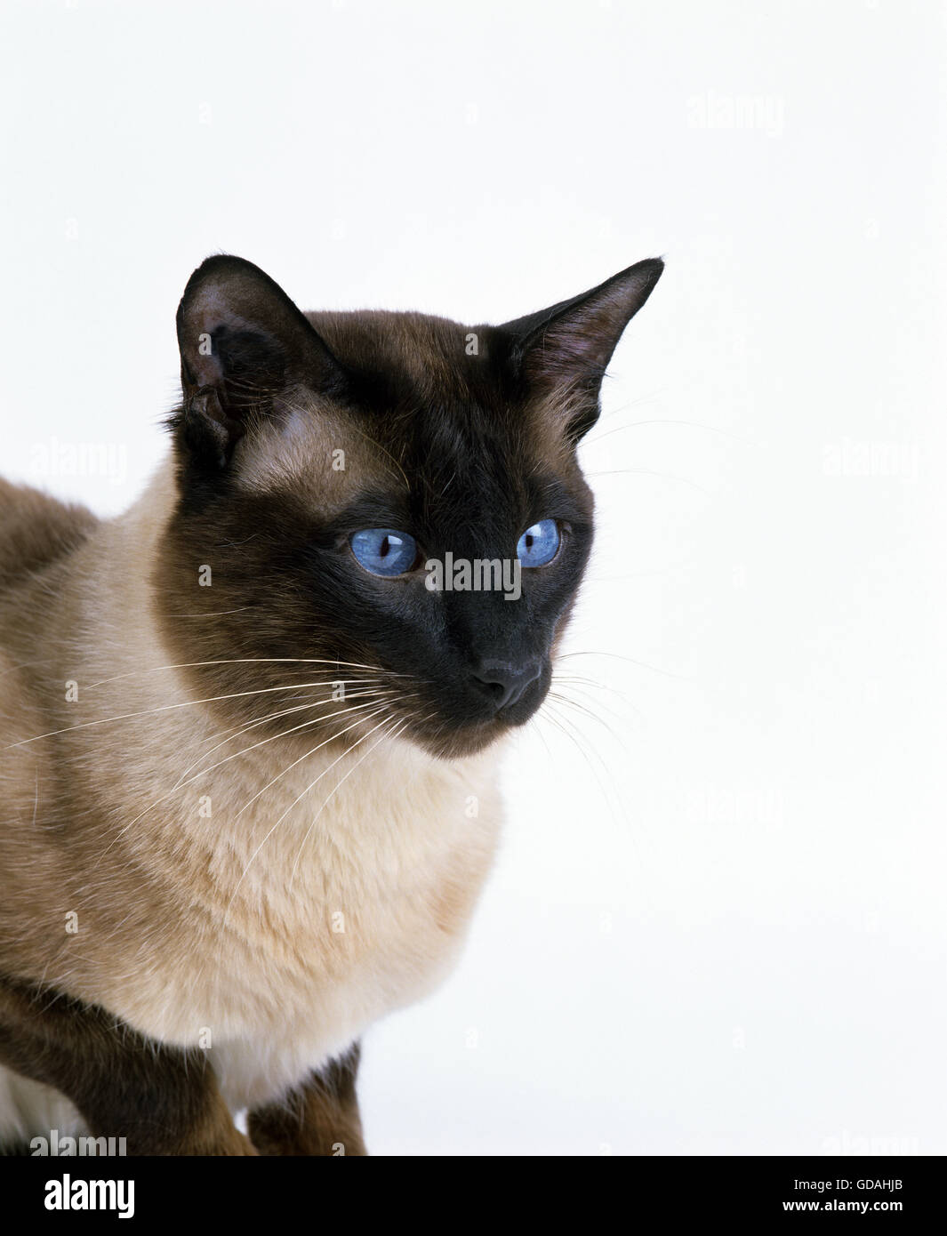 BALINESE DOMESTIC CAT, PORTRAIT OF ADULT WITH BLUE EYES Stock Photo - Alamy