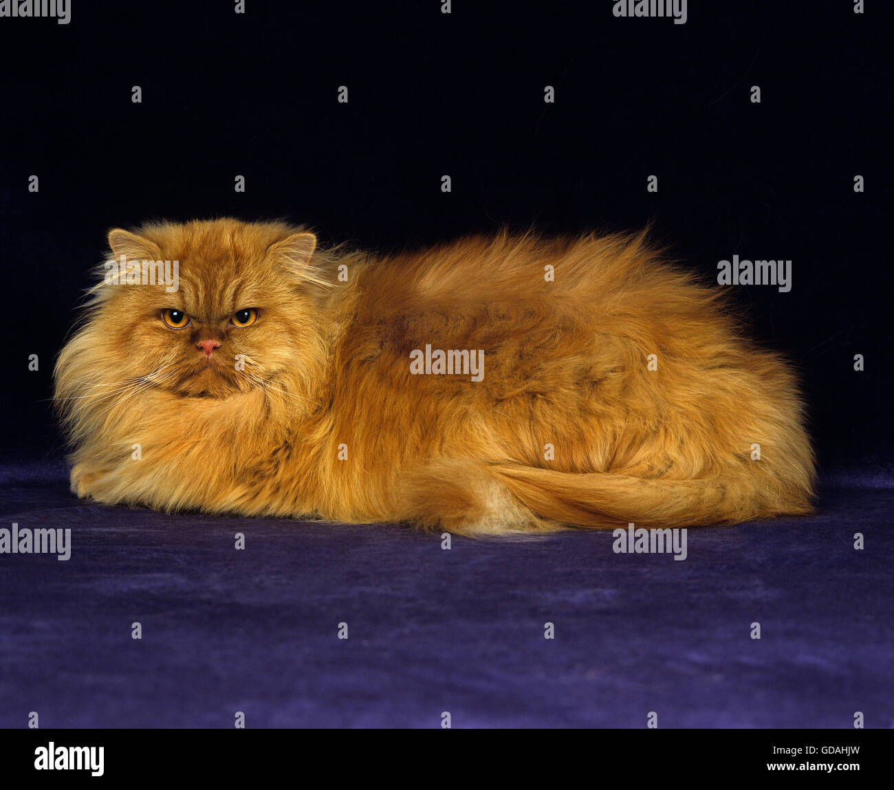 Red Self Persian Domestic Cat against Black Background Stock Photo - Alamy