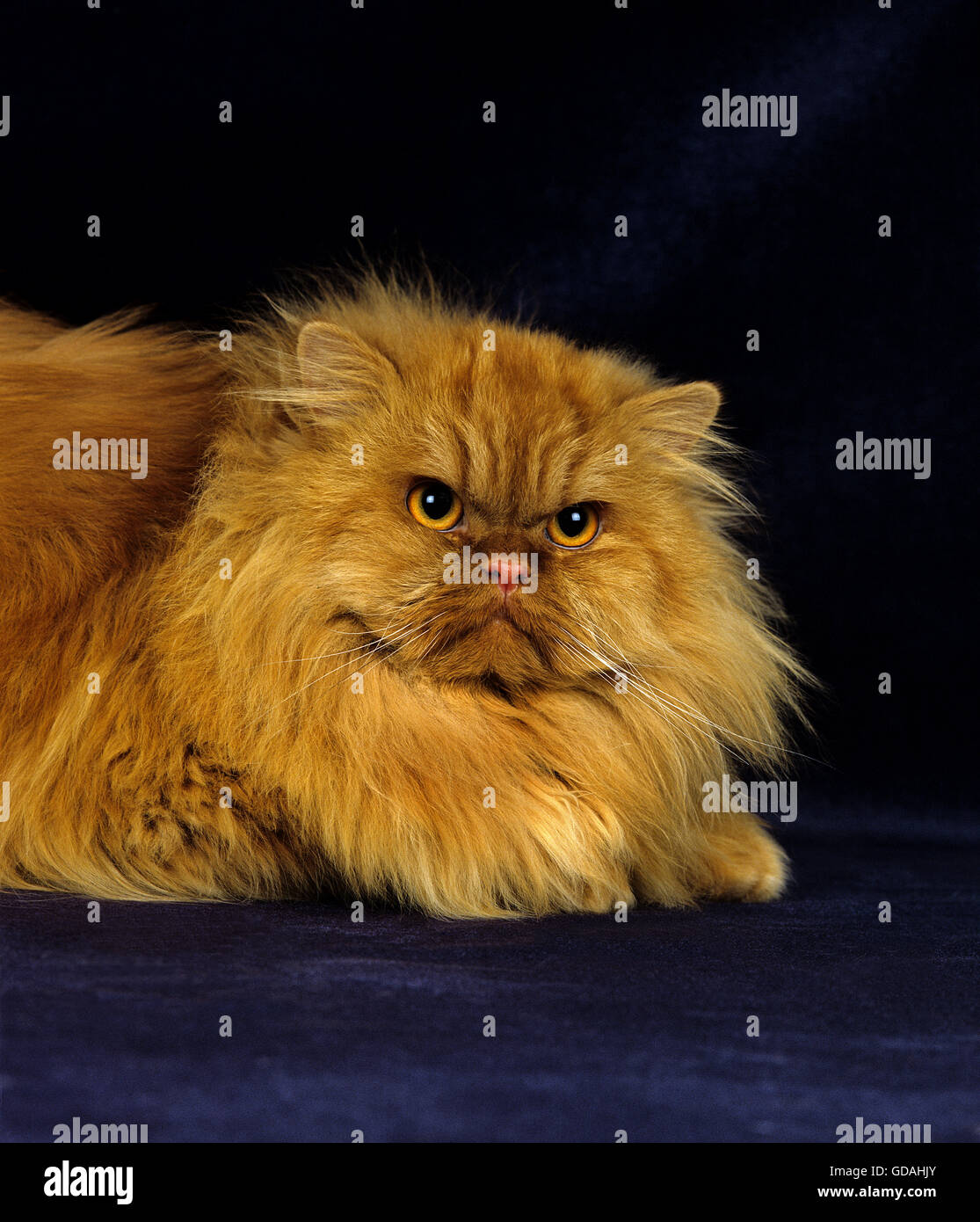 Cat domestic hi-res stock photography and images - Alamy