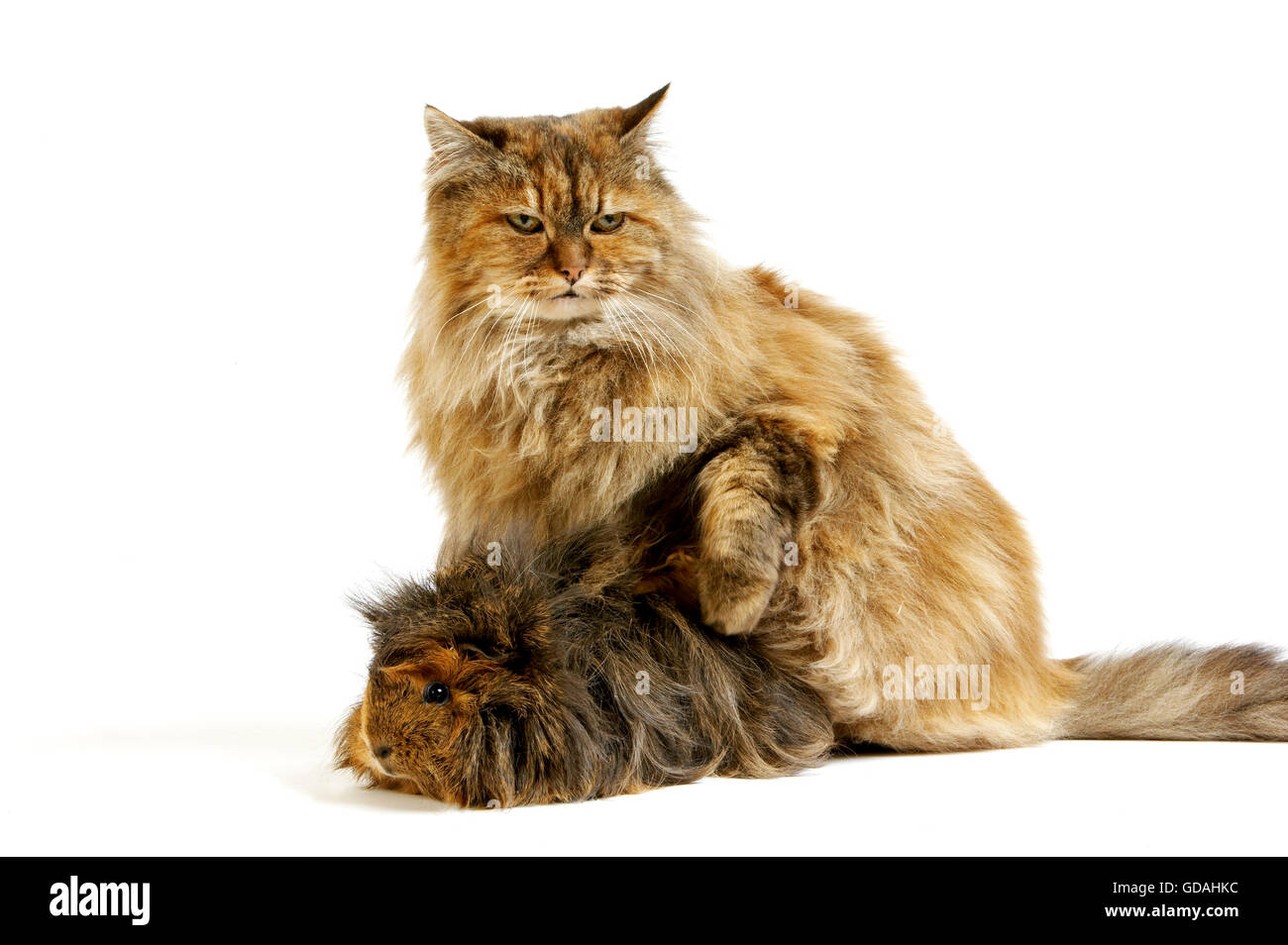 Guinea pig and cat hi-res stock photography and images - Alamy
