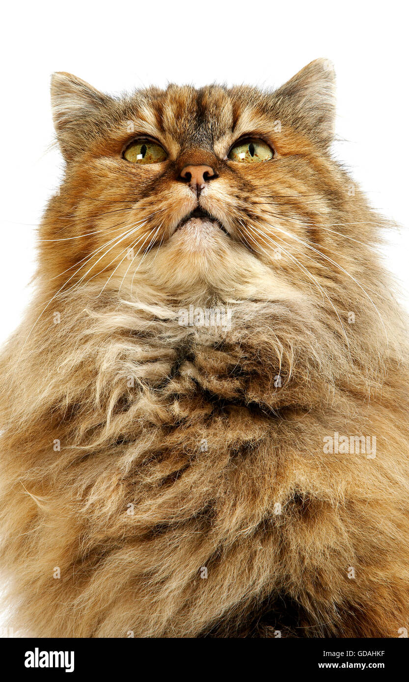 Tortoiseshell persian cats hi-res stock photography and images - Alamy