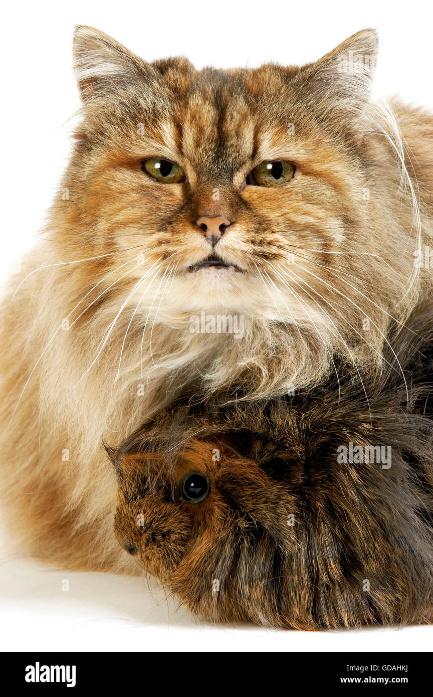 Female Tortoiseshell Persian Domestic Cat with a Long hair Guinea Pig ...