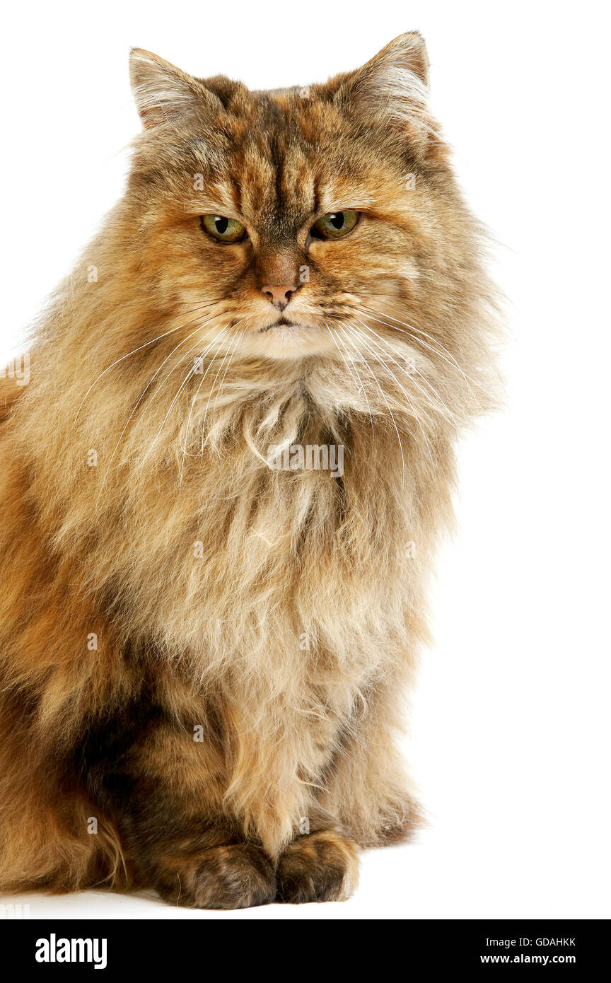 Tortoiseshell Persian Domestic Cat against White Background Stock Photo ...
