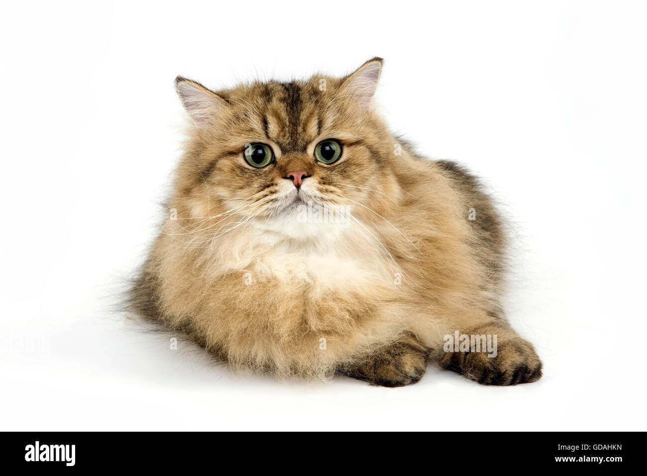 Golden Persian Domestic Cat, Adult against White Background Stock Photo ...