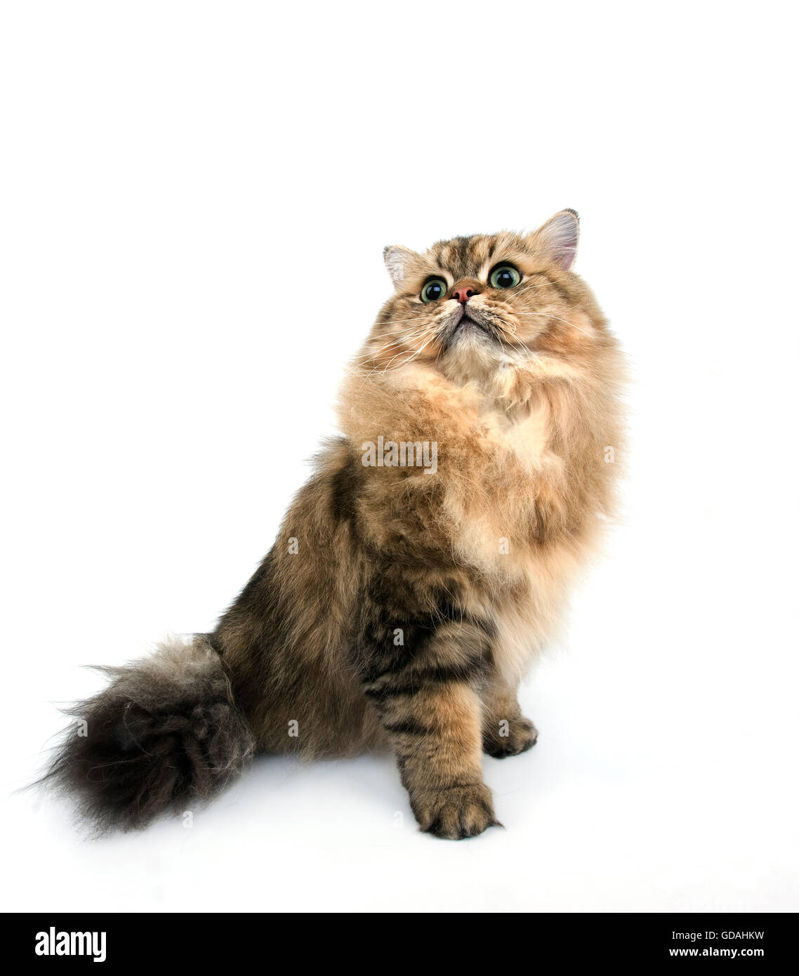 Golden persian cat hi-res stock photography and images - Alamy