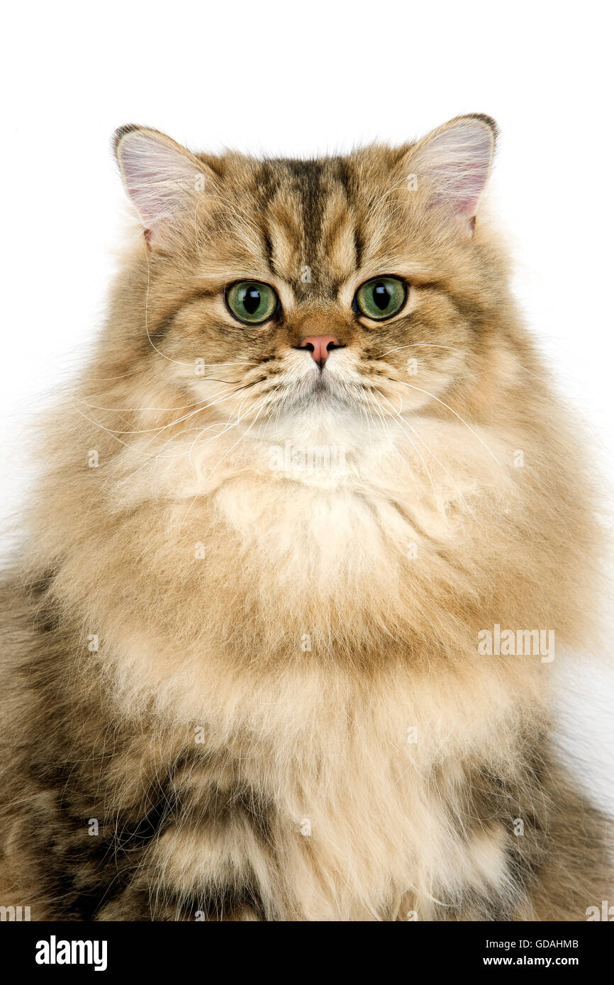 Golden Persian Domestic Cat, Portrait of Adult against White Background ...