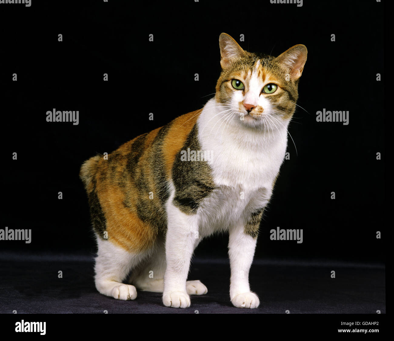 Japanese Bobtail Domestic Cat against Black Background Stock Photo - Alamy