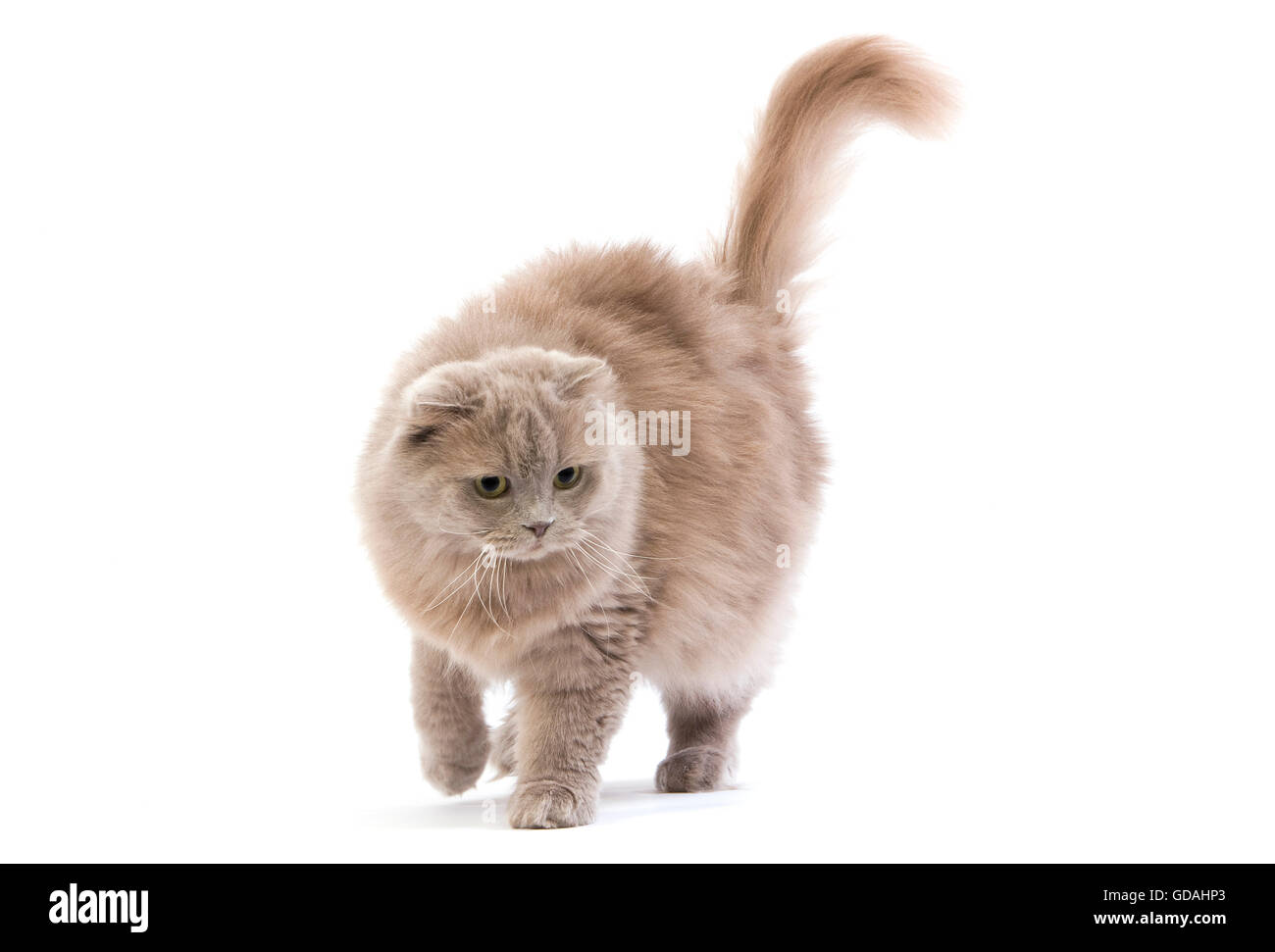 LILAC SELF HIGHLAND FOLD OR LILAC SELF SCOTTISH FOLD LONGHAIR FEMALE ...