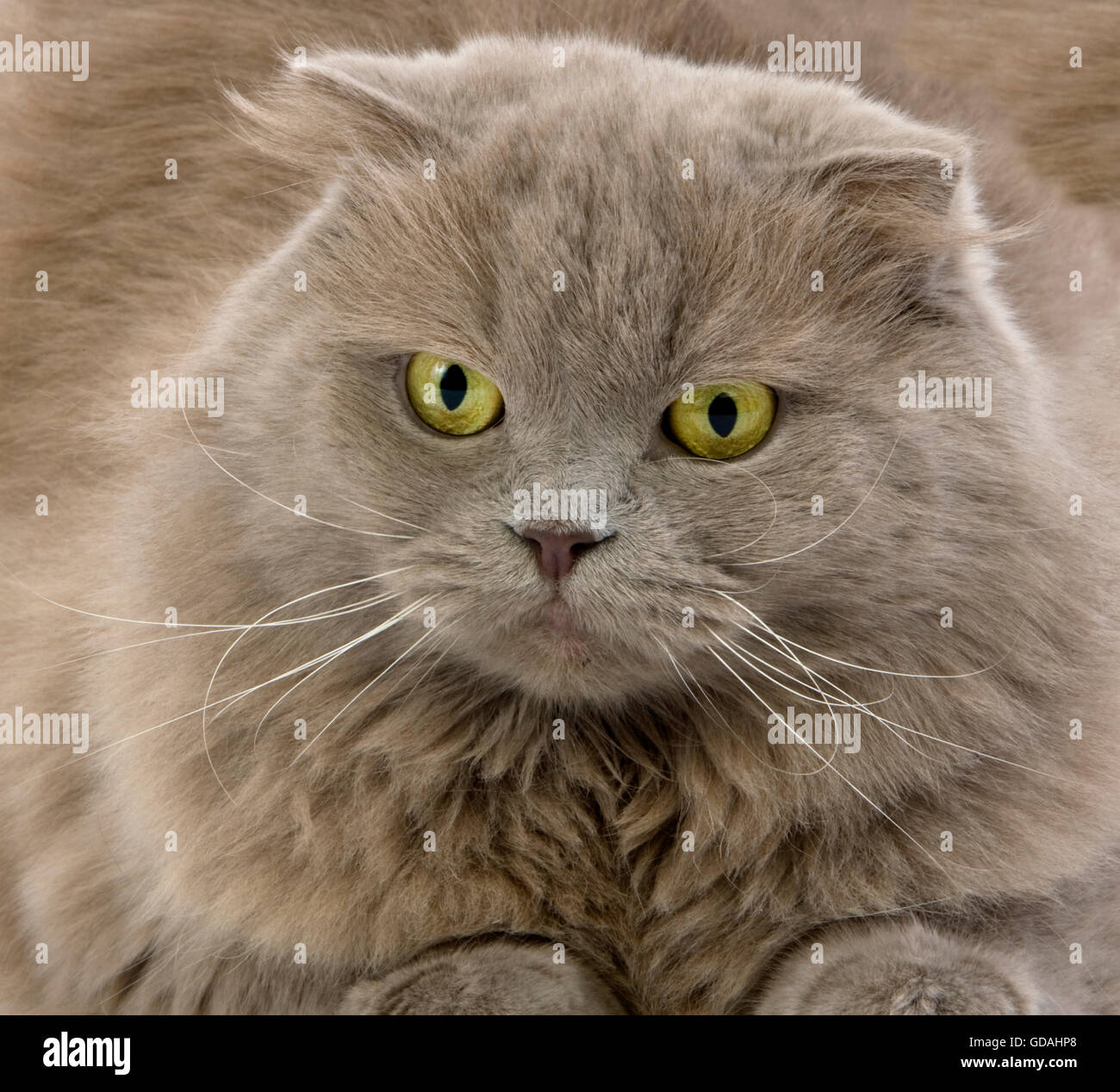 LILAC SELF HIGHLAND FOLD OR LILAC SELF SCOTTISH FOLD LONGHAIR FEMALE ...