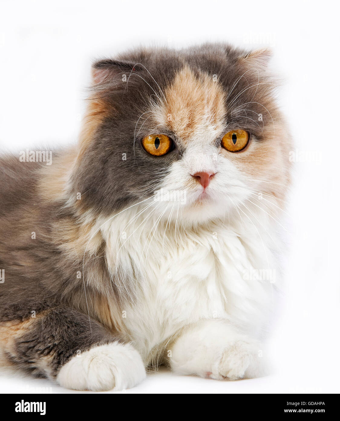 Highland fold cat hi-res stock photography and images - Alamy