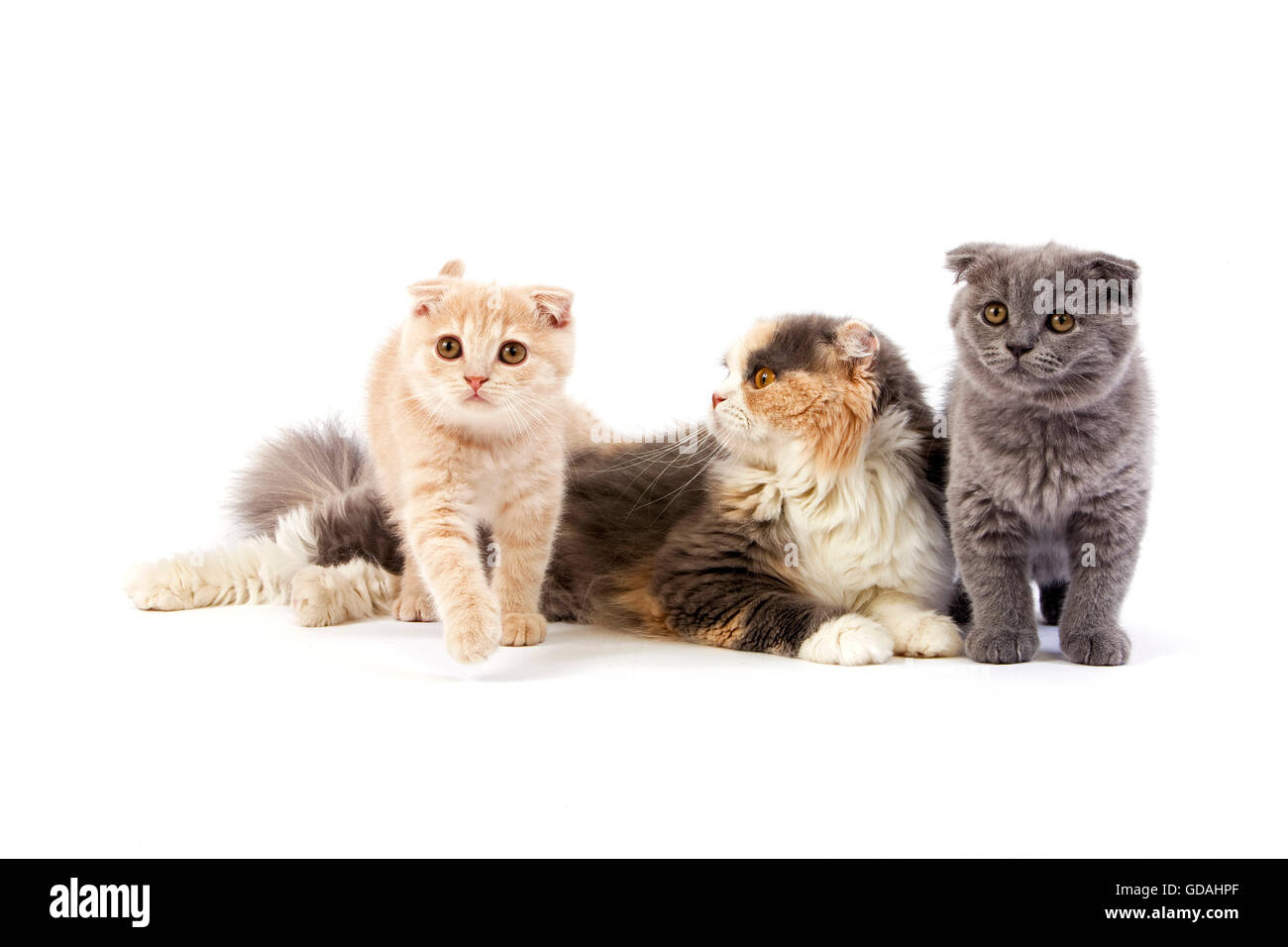 Highland fold kitten hi-res stock photography and images - Alamy