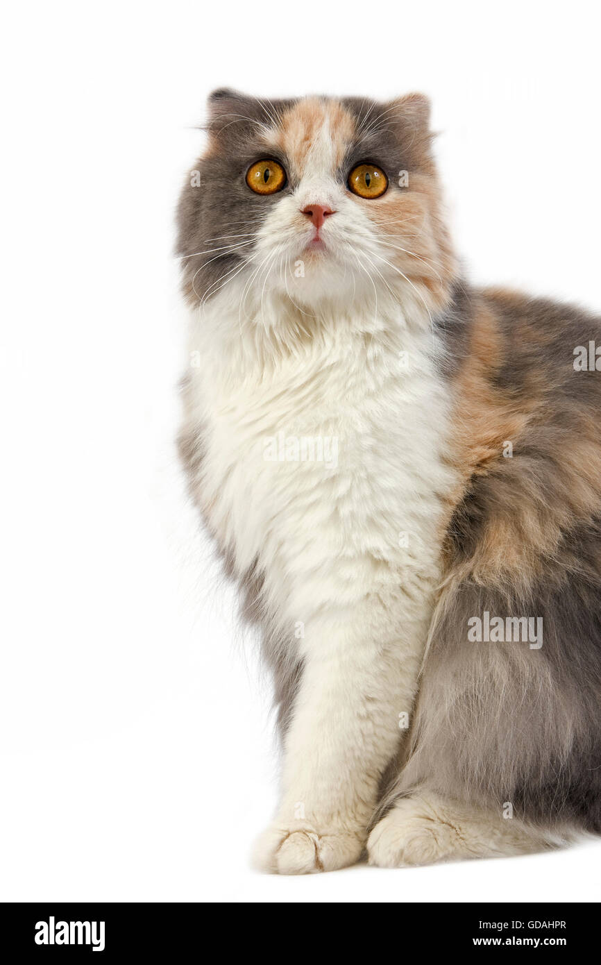 Blue cream and white highland fold domestic cat hi-res stock ...
