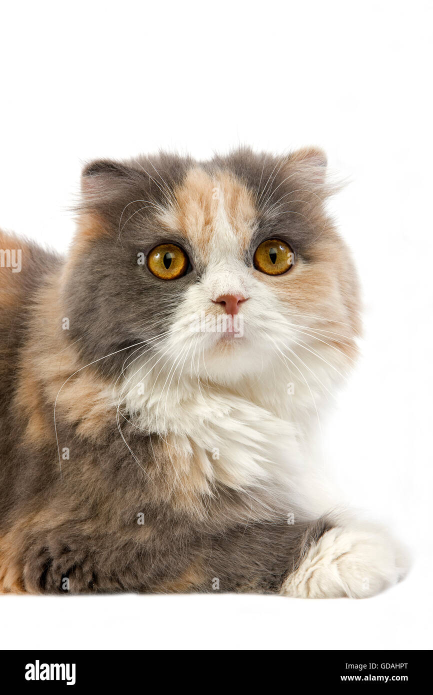 Blue cream and white highland fold domestic cat hi-res stock ...