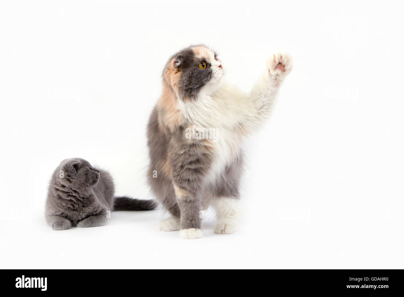 Highland fold Cut Out Stock Images & Pictures - Alamy