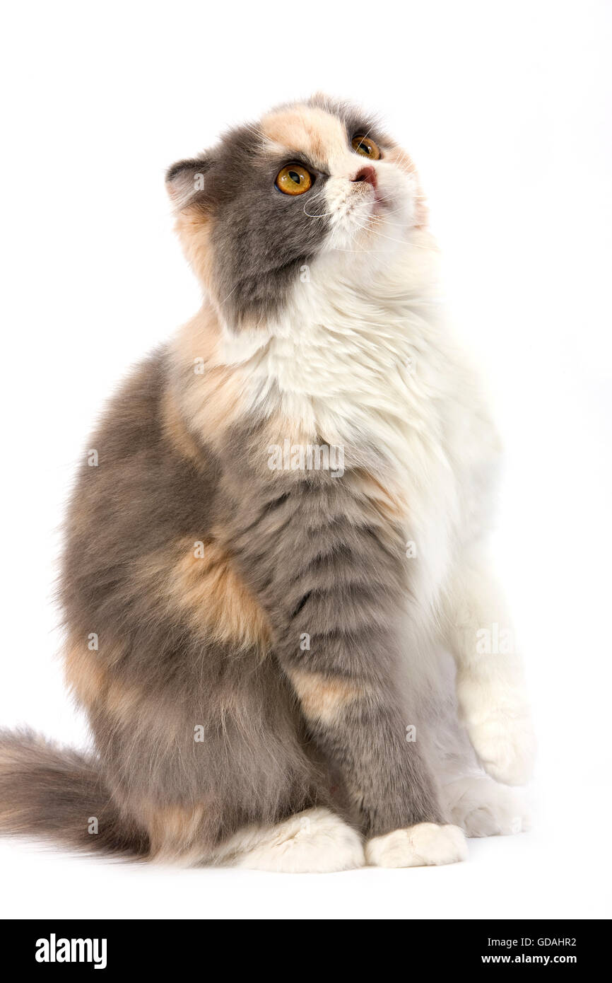 Highland fold Cut Out Stock Images & Pictures - Alamy