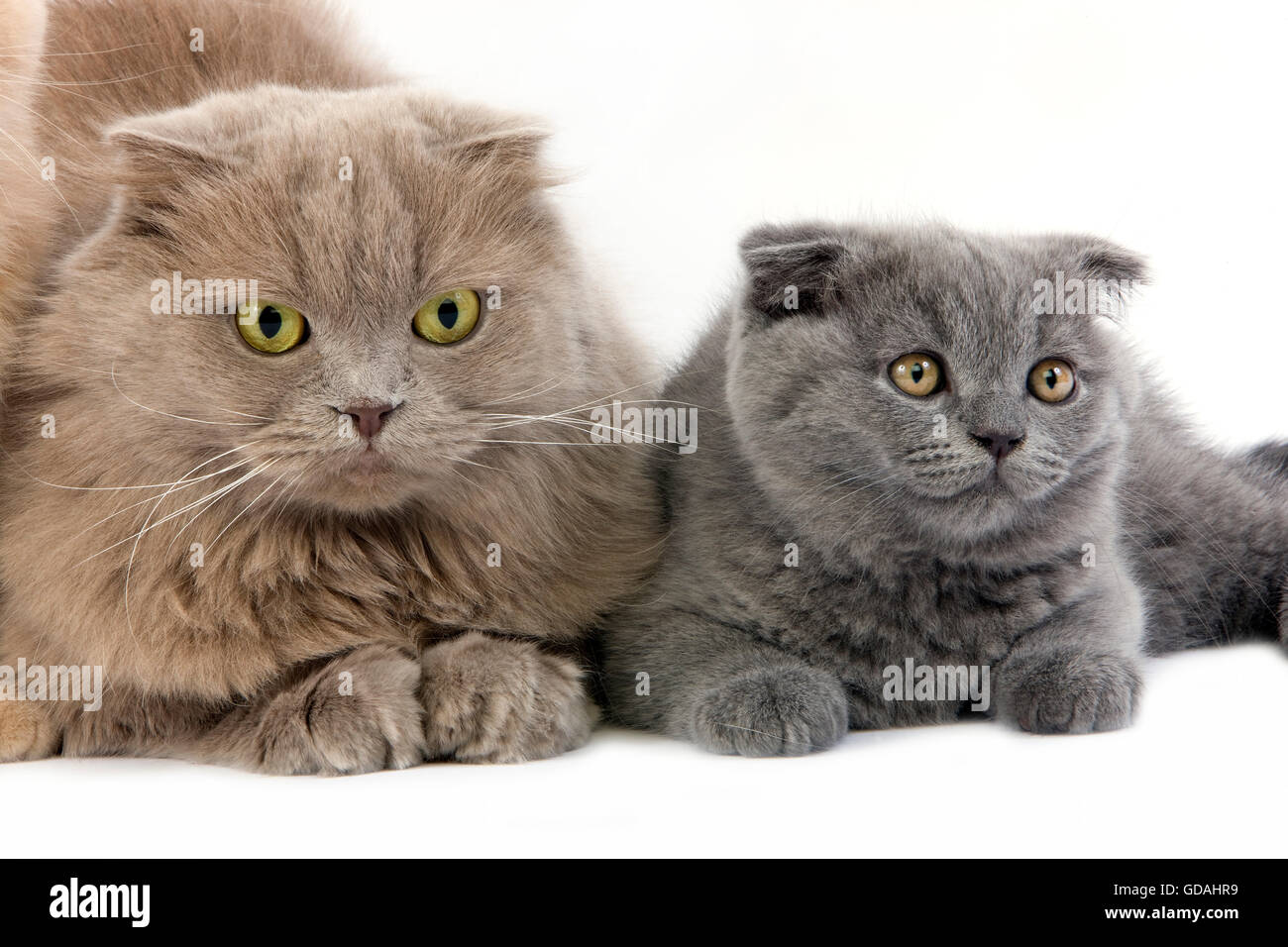 LILAC SELF HIGHLAND FOLD FEMALE AND BLUE SCOTTISH FOLD KITTEN Stock ...