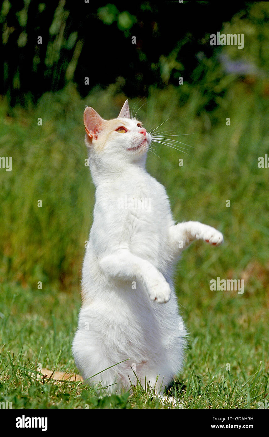 WHITE DOMESTIC CAT, ADULT ON HIND LEGS Stock Photo - Alamy
