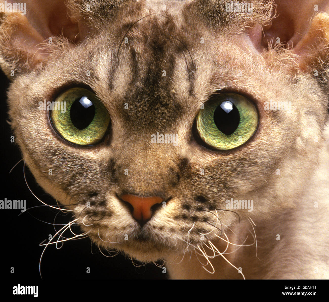 Devon rex face hi-res stock photography and images - Alamy