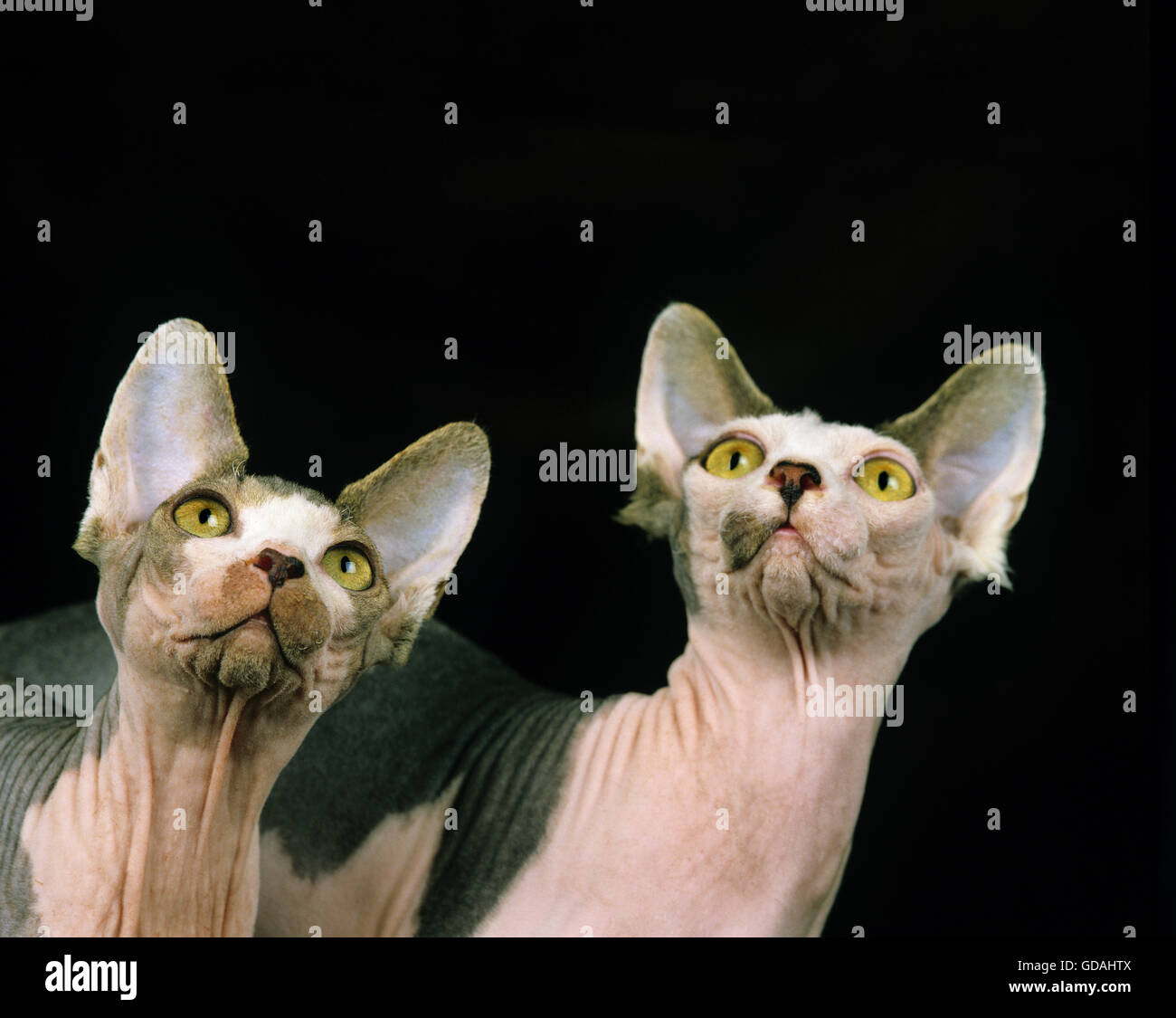 Sphynx cats hi-res stock photography and images - Alamy