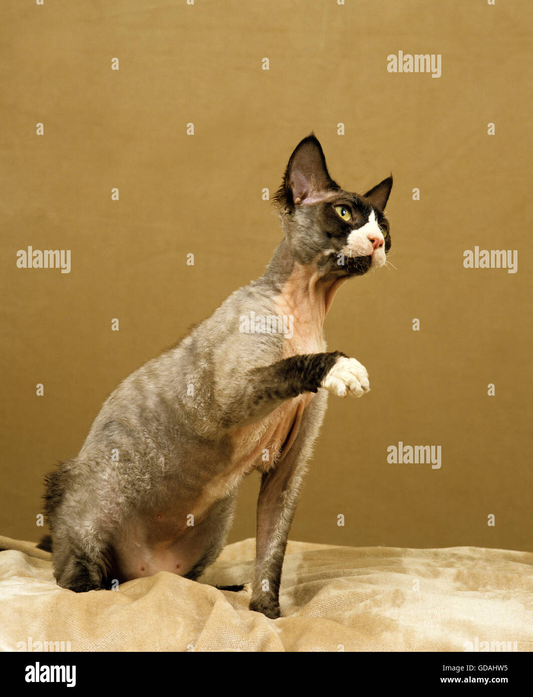 Rex studio hi-res stock photography and images - Alamy