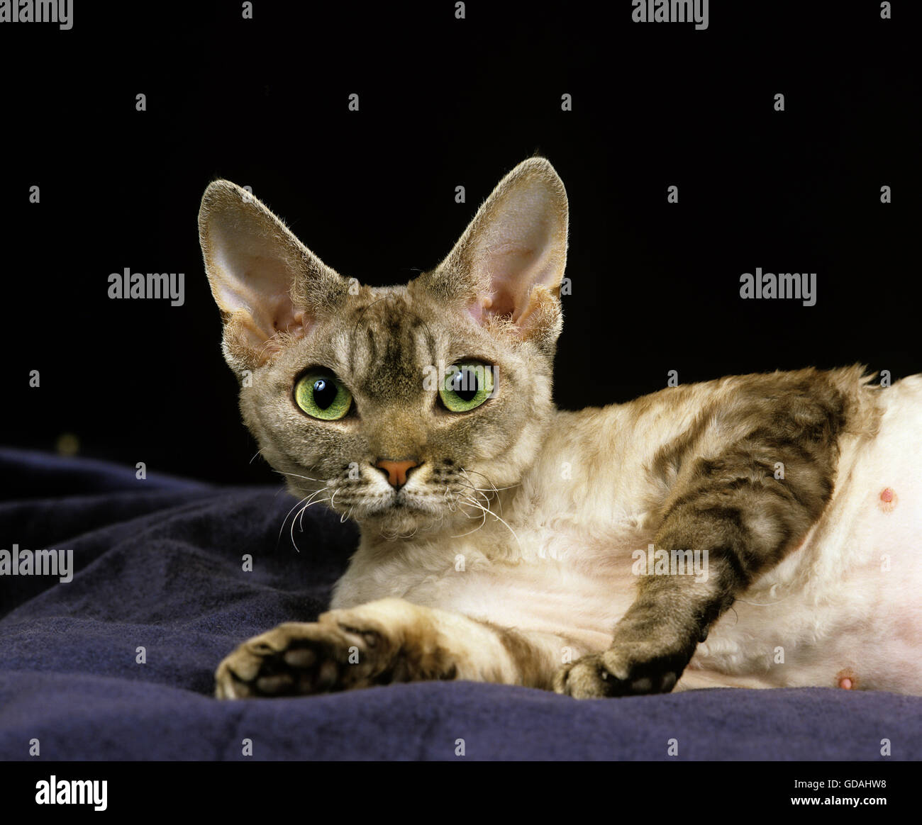 Black devon rex hi-res stock photography and images - Alamy