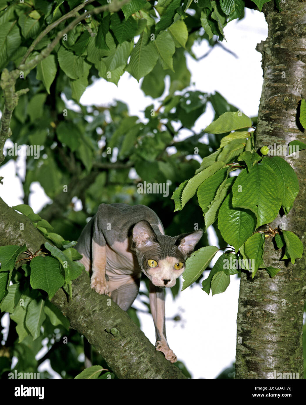Sphynx Domestic Cat, Adult in Tree Stock Photo - Alamy