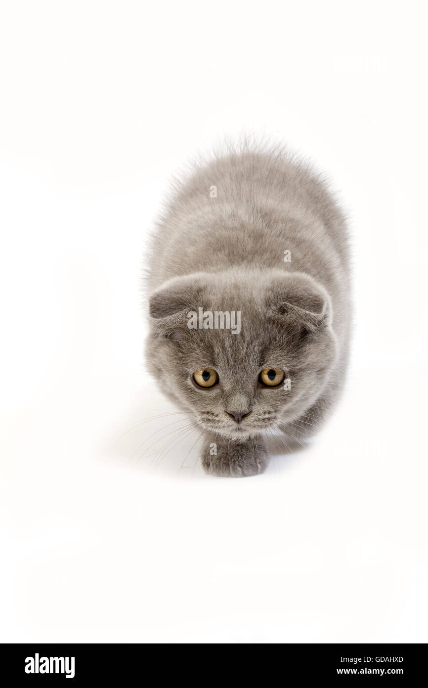 BLUE SCOTTISH FOLD CAT, 2 MONTHS OLD KITTEN AGAINST WHITE BACKGROUND ...