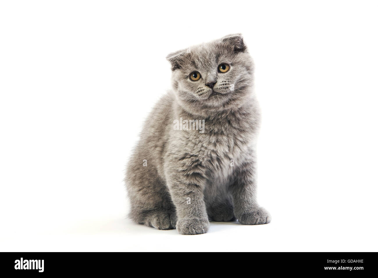 Blue Scottish Fold Domestic Cat, 2 Months Old Kitten against White ...