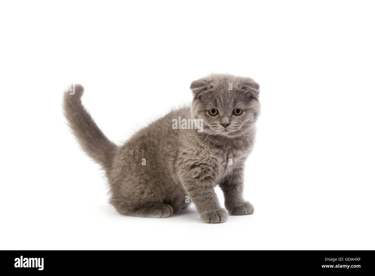 Blue Scottish Fold Domestic Cat, 2 Months Old Kitten sitting against ...