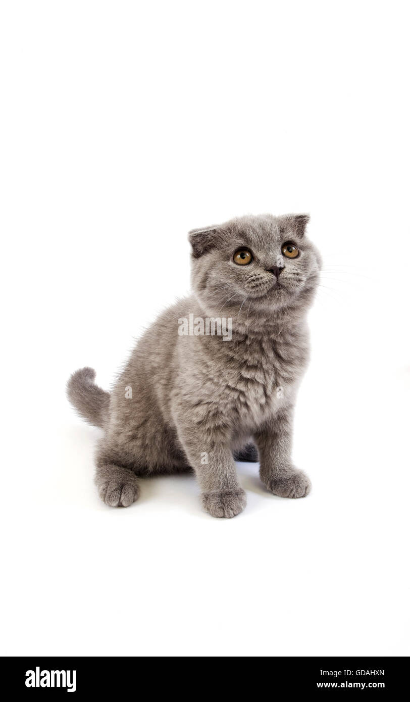 Blue Scottish Fold Domestic Cat, 2 Months Old Kitten against White ...