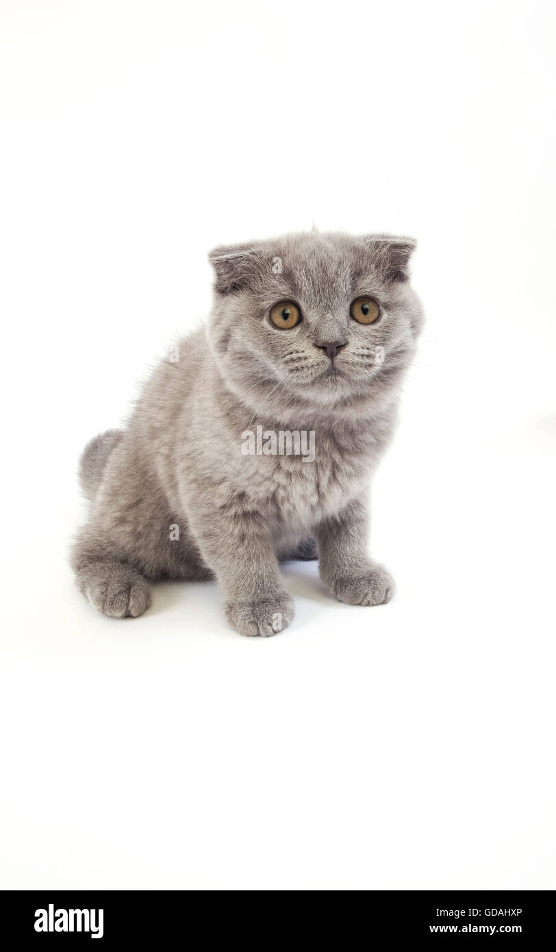 Blue Scottish Fold Domestic Cat, 2 months old Kitten Sitting against ...