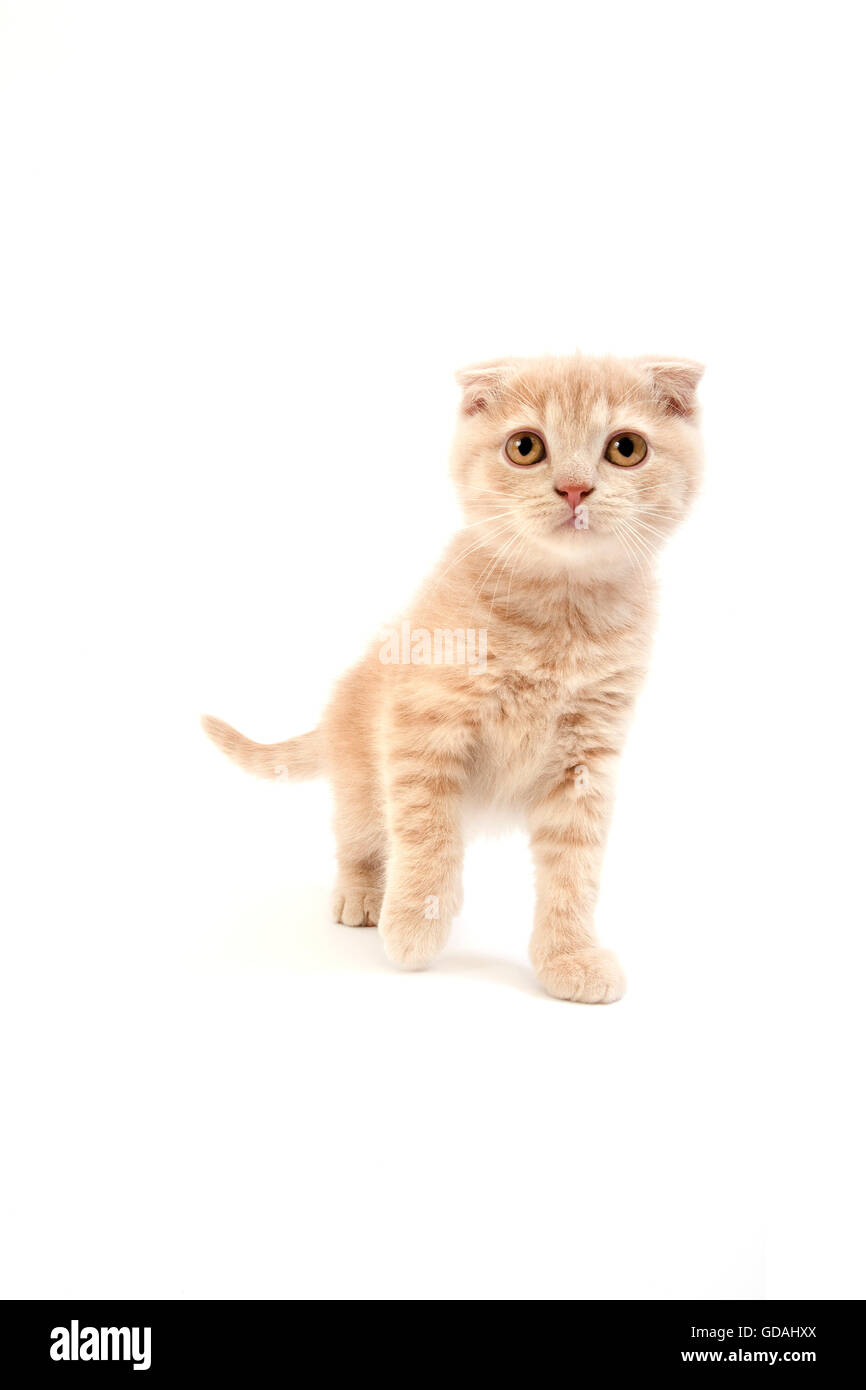 CREAM SCOTTISH FOLD KITTEN AGAINST WHITE BACKGROUND Stock Photo - Alamy