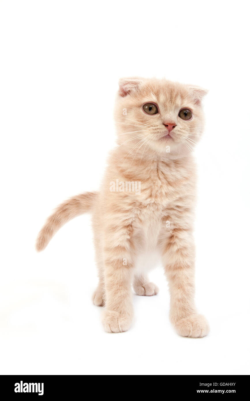 Cream Scottish Fold Domestic Cat, 2 Months old Kitten against White ...