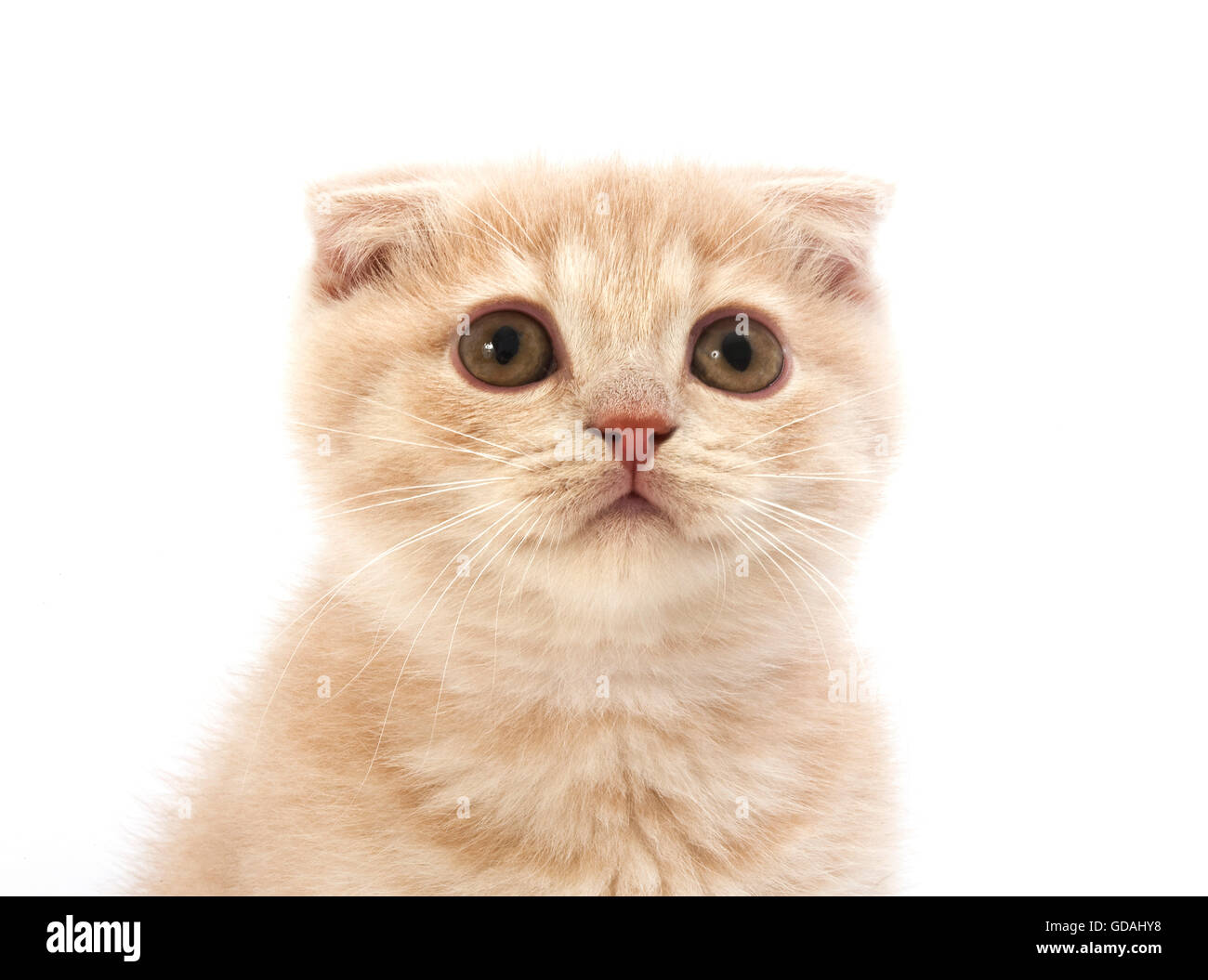 Cream Scottish Fold Domestic Cat, 2 Months Old Kitten against White ...