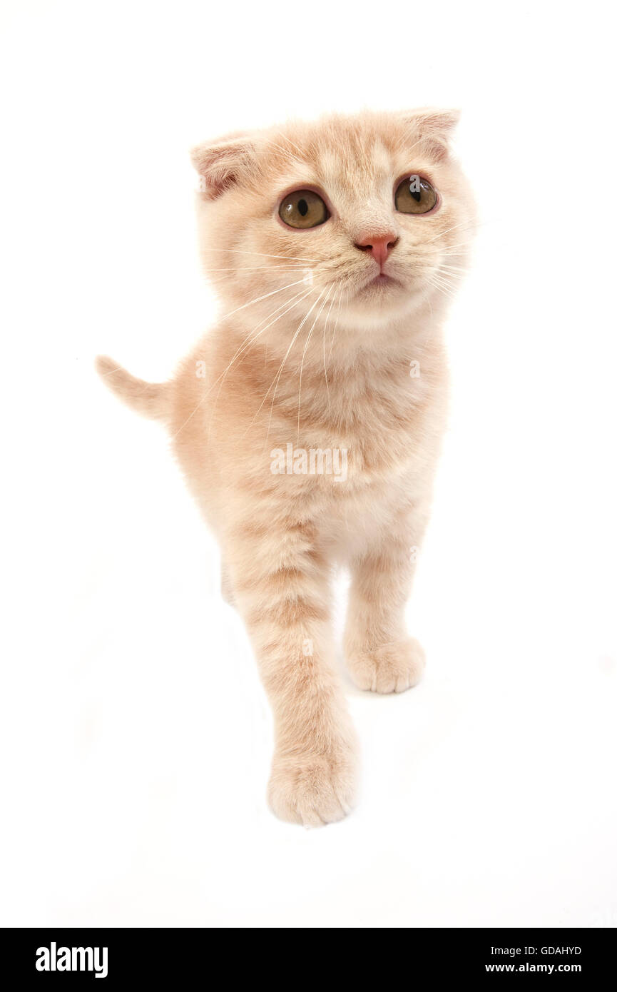 Cream Scottish Fold Domestic Cat, 2 months old Kitten against White ...