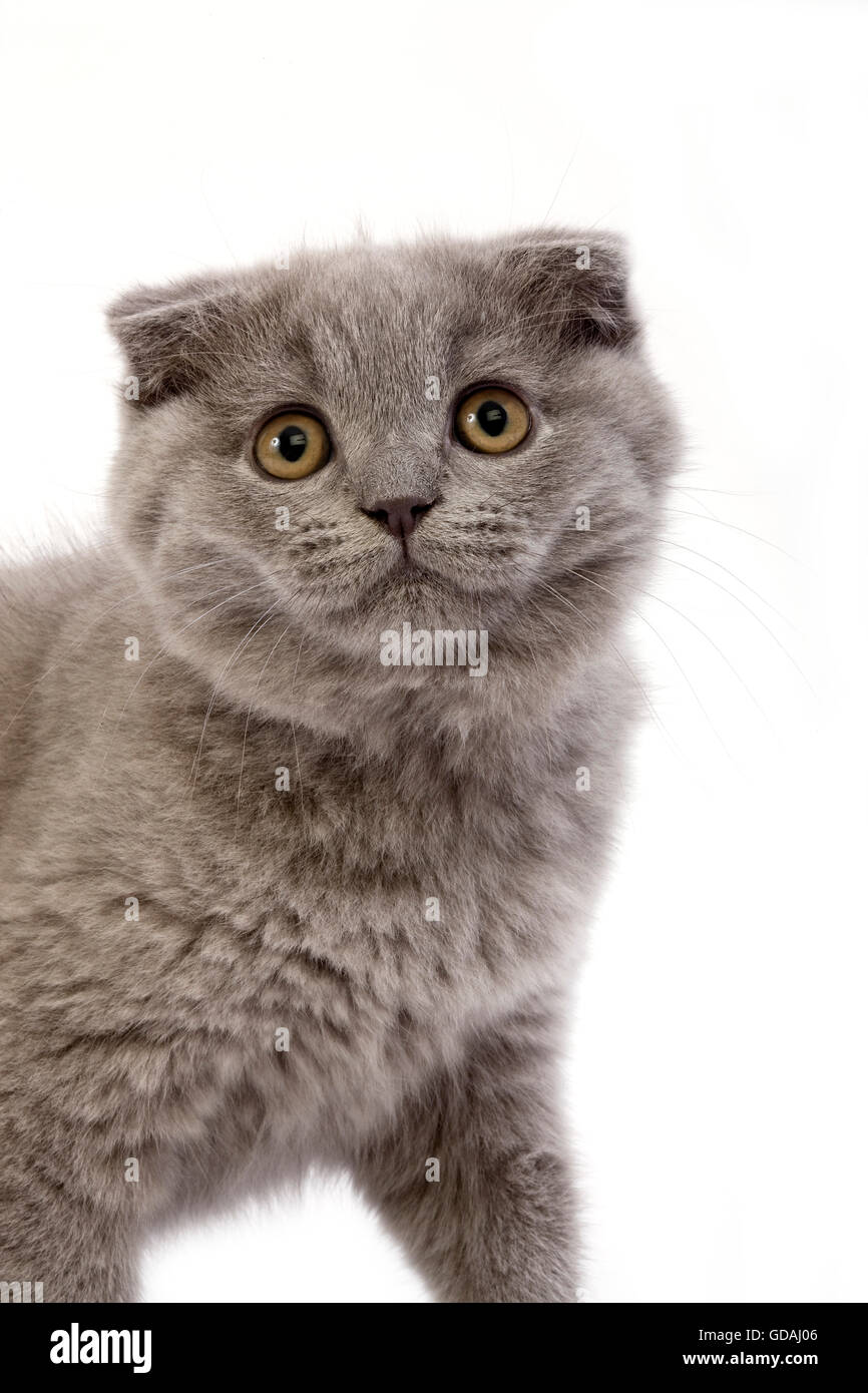 Blue Scottish Fold Domestic Cat, 2 Months Old Kitten against White ...