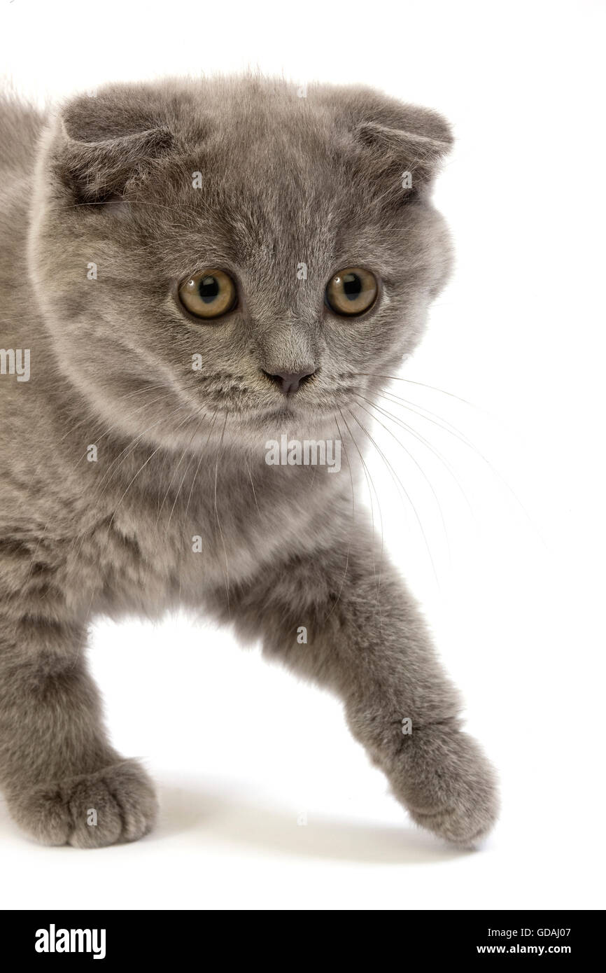 Blue Scottish Fold Domestic Cat, 2 months old Kitten against White ...