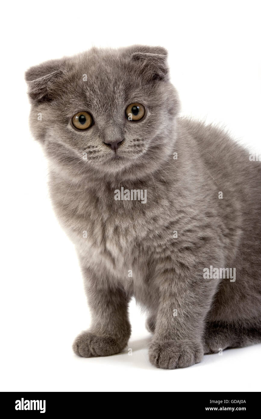 Blue Scottish Fold Domestic Cat, 2 months old Kitten against White ...