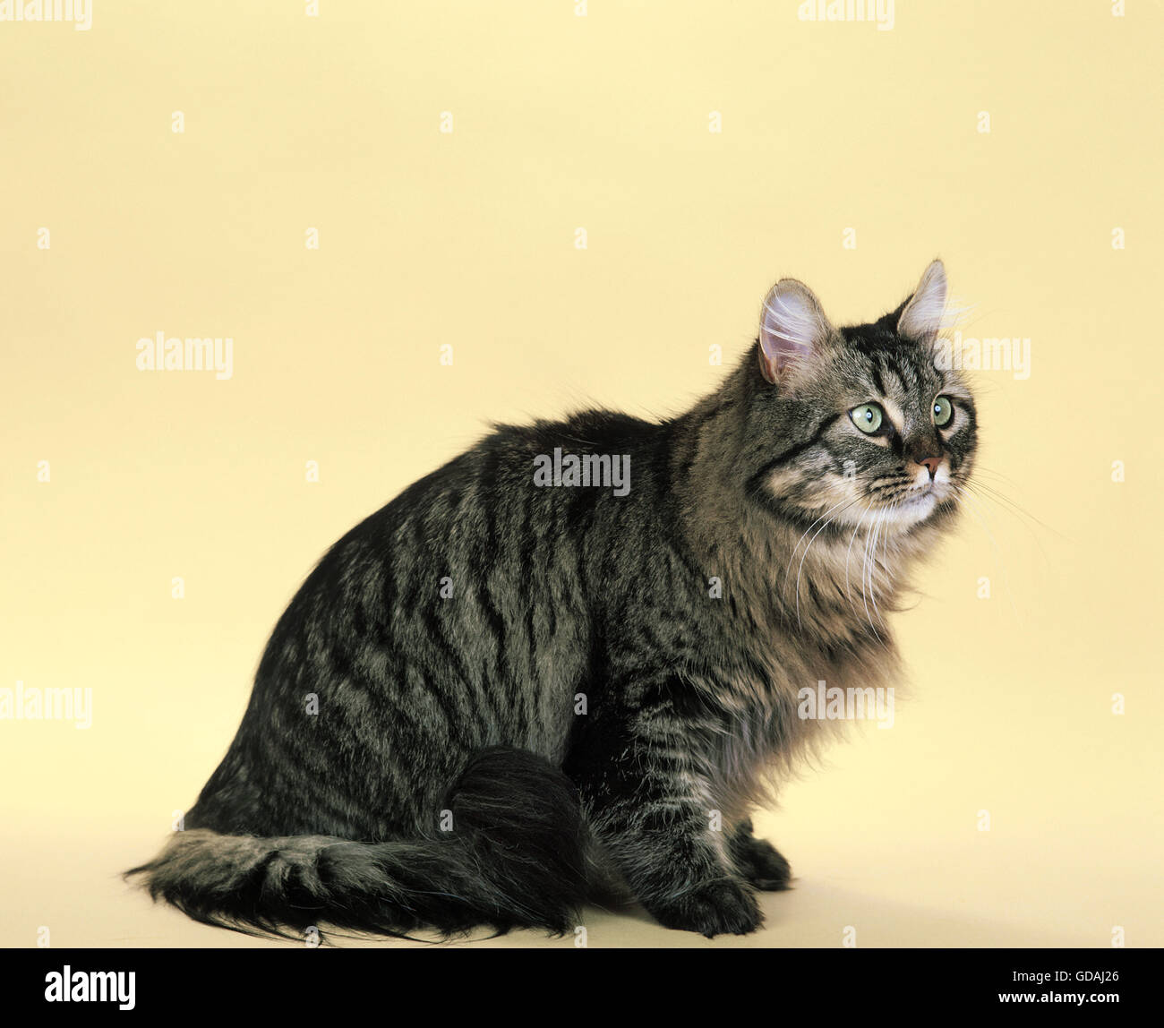 Brown Tabby Maine Coon Domestic Cat Sitting Stock Photo - Alamy