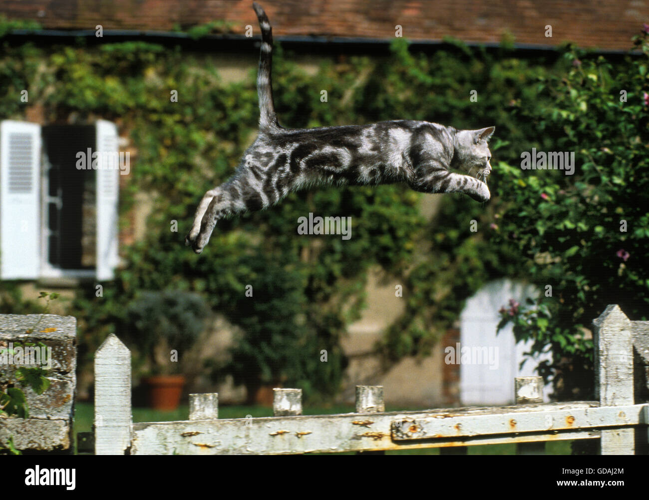 Leaping cat hi-res stock photography and images - Alamy