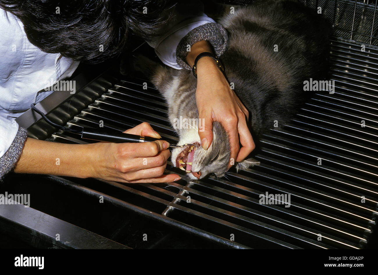 VET DOING A DENTAL SCALING ON CAT Stock Photo - Alamy