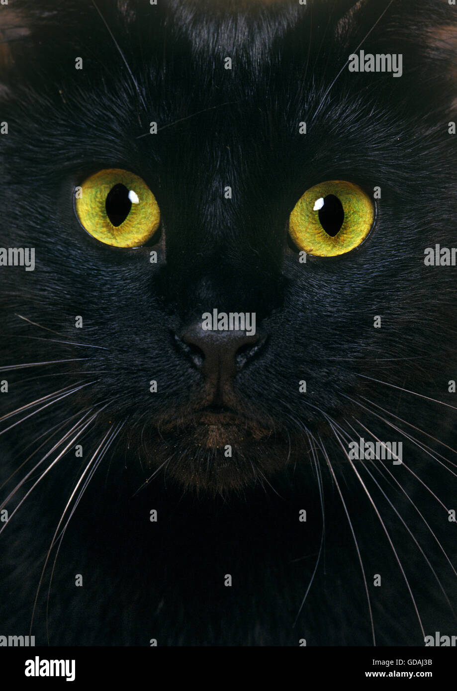 Mature black cat hi-res stock photography and images - Alamy