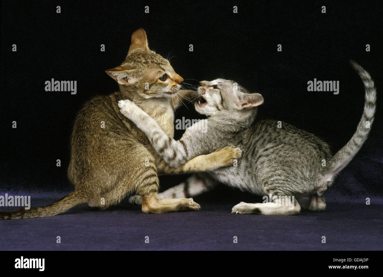 Oriental Domestic Cat, Adults Fighting against Black Background Stock ...