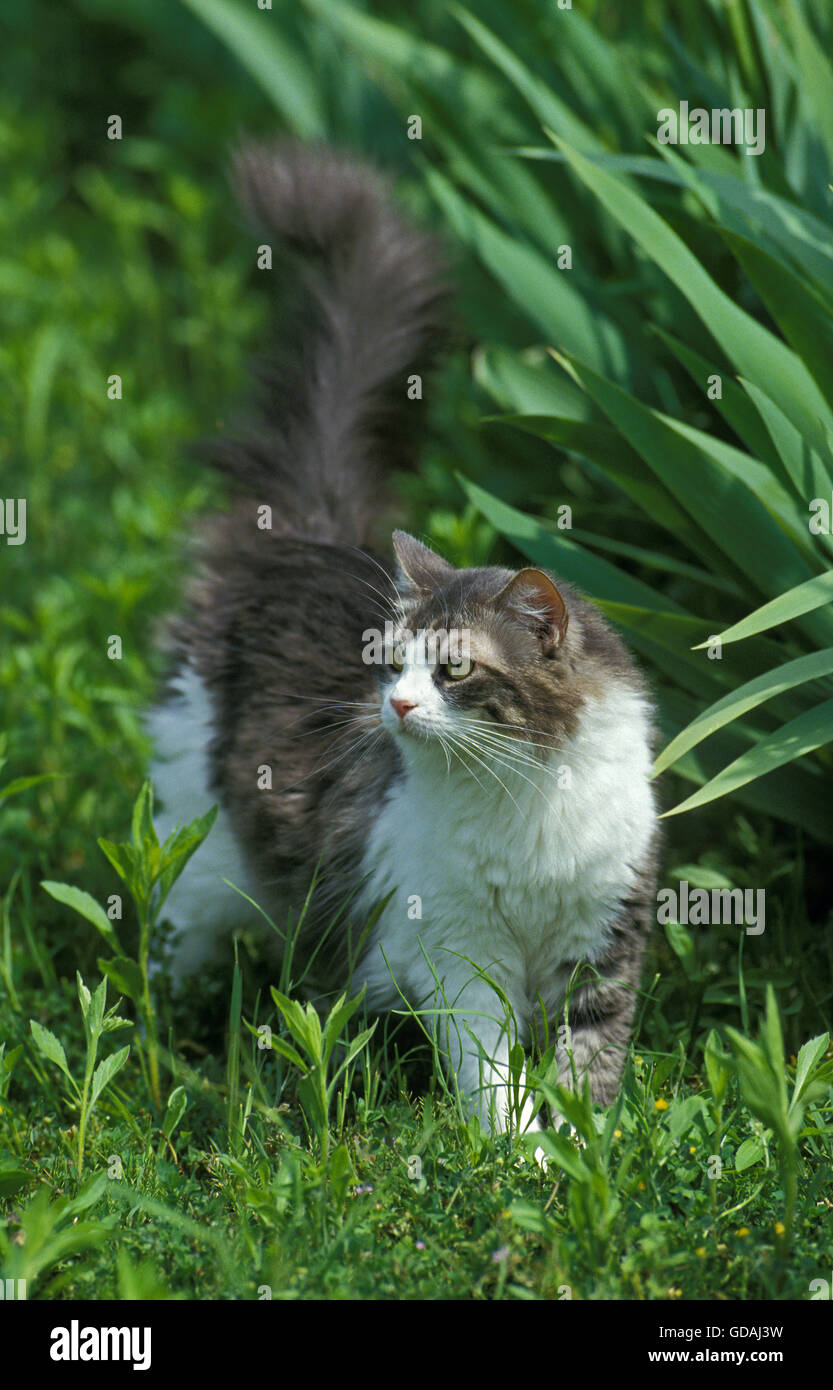 Angora cat hi-res stock photography and images - Alamy