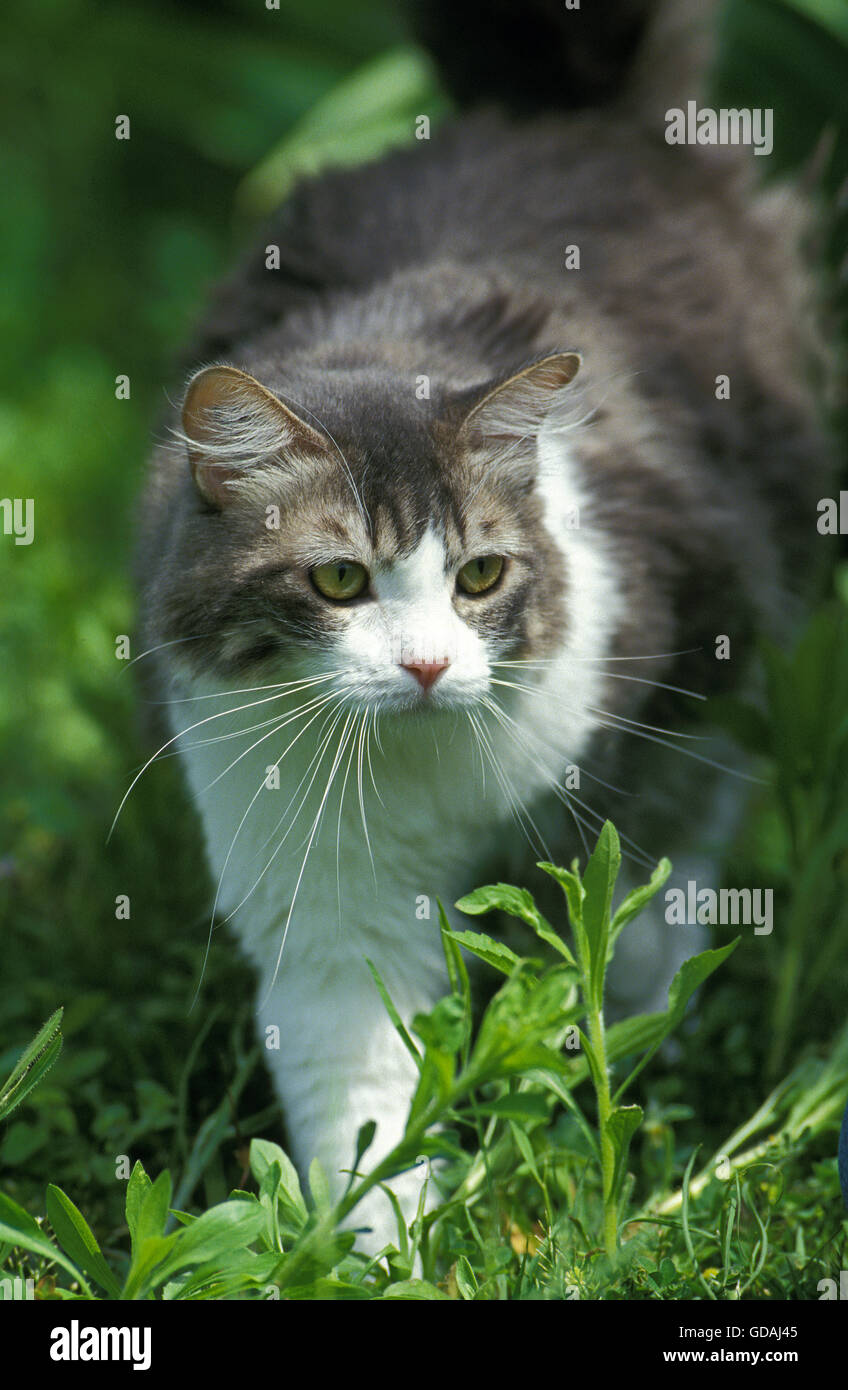 Grey Turkish Angora Cat