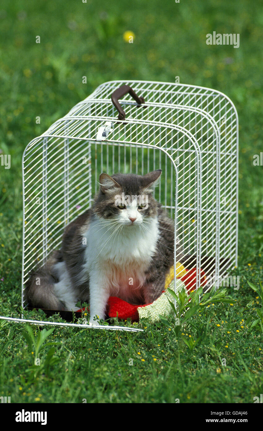Adult in carry cage hi-res stock photography and images - Alamy