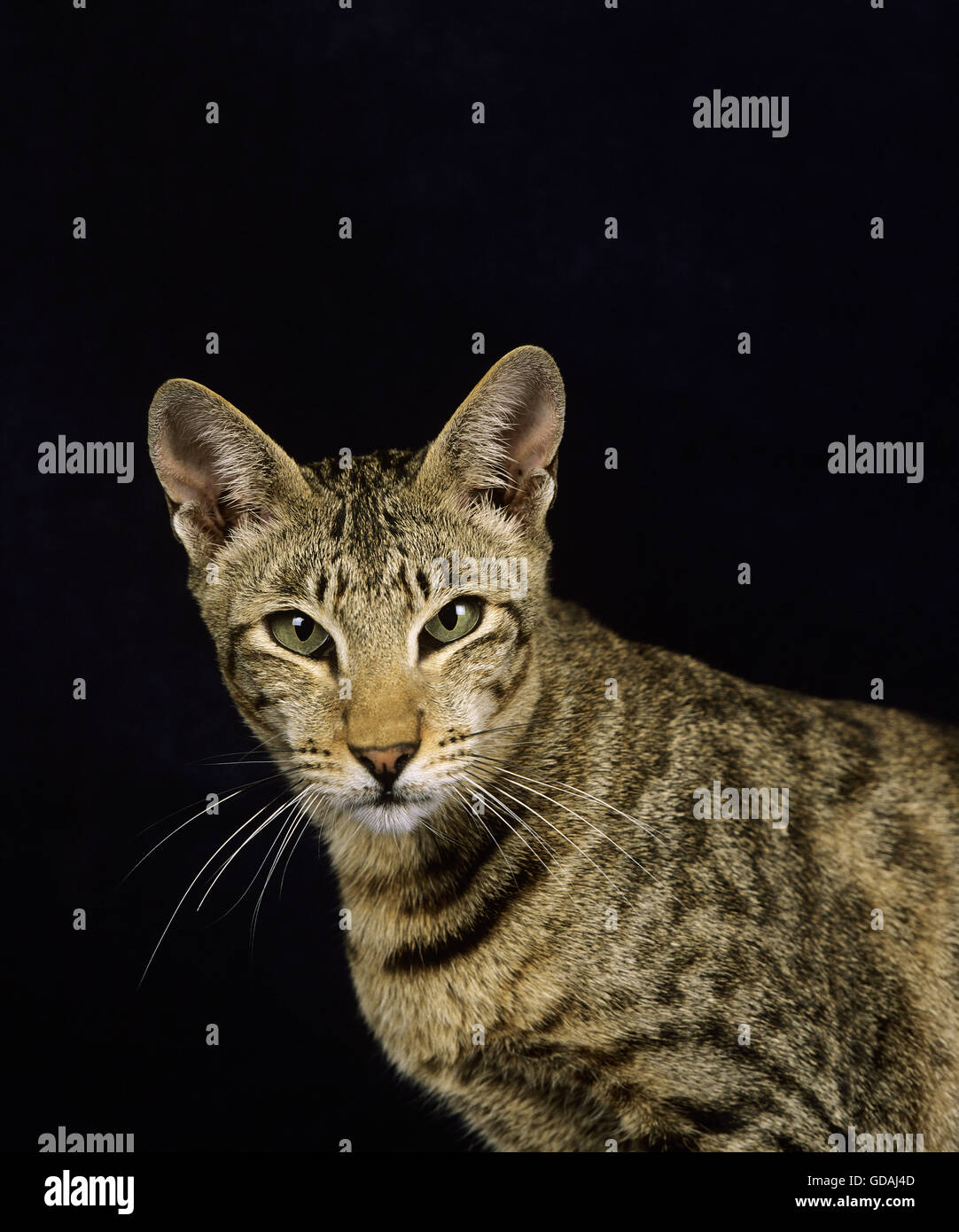 Brown Tiger Cat Breed