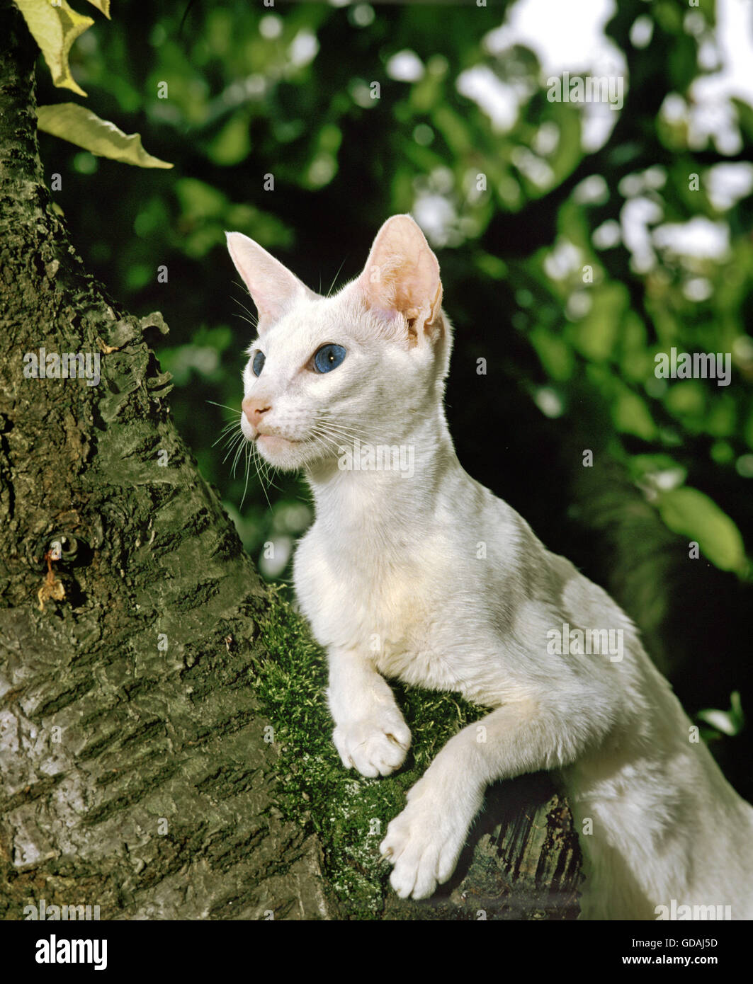 Foreign breed hi-res stock photography and images - Alamy