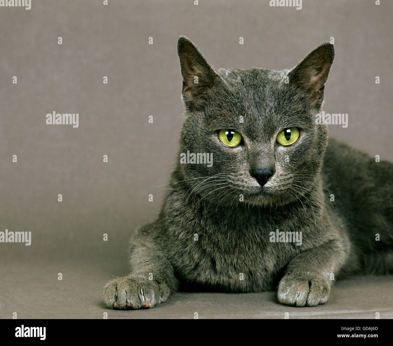 Korat Cat High Resolution Stock Photography and Images - Alamy