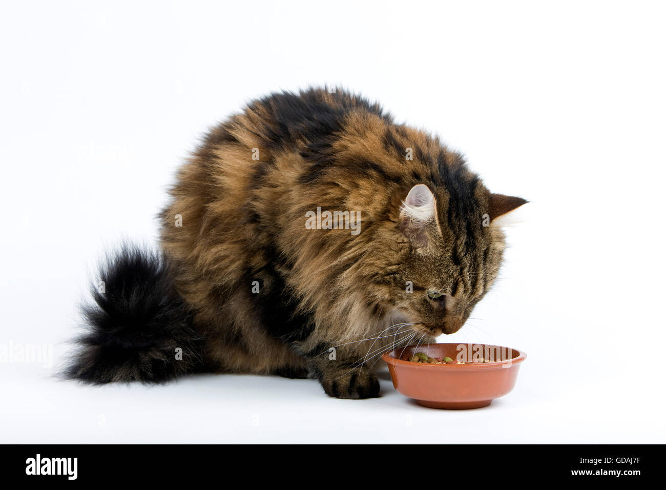 Angora Domestic Cat, Male eating against White Background Stock Photo ...